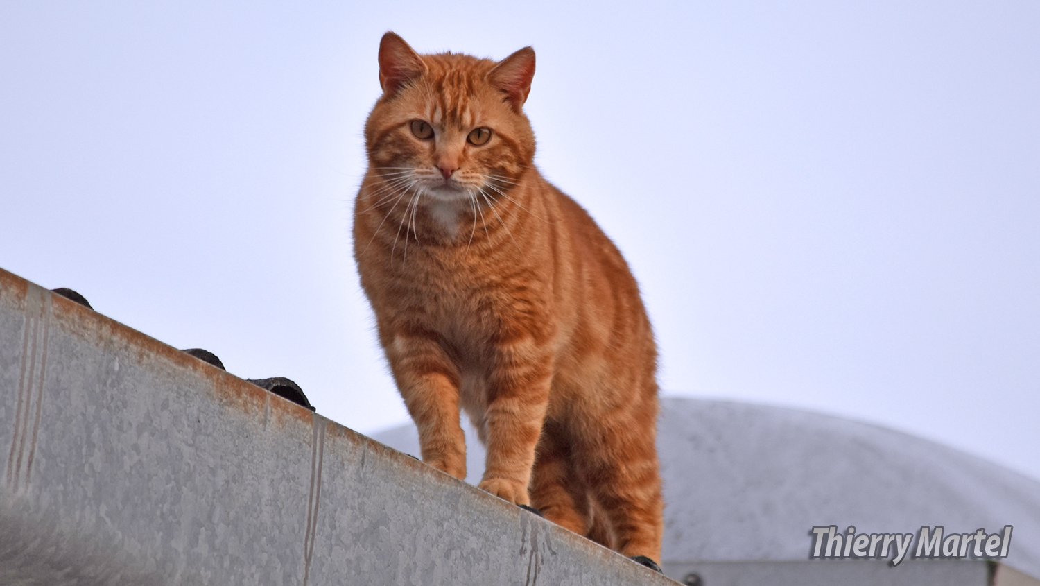 Un chat sur le toit